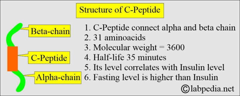C-Peptide, Insulin, Proinsulin and Interpretations - Labpedia.net