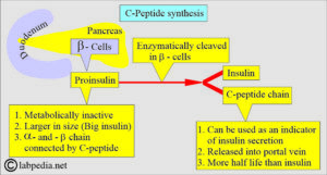 C-Peptide, Insulin, Proinsulin and Interpretations - Labpedia.net