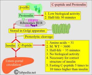 C-Peptide, Insulin, Proinsulin and Interpretations - Labpedia.net