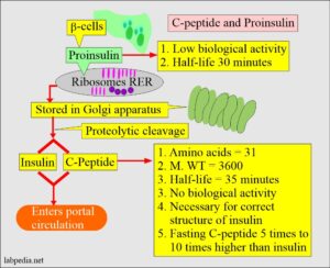 C-Peptide (Insulin, Proinsulin) and Interpretations - Labpedia.net