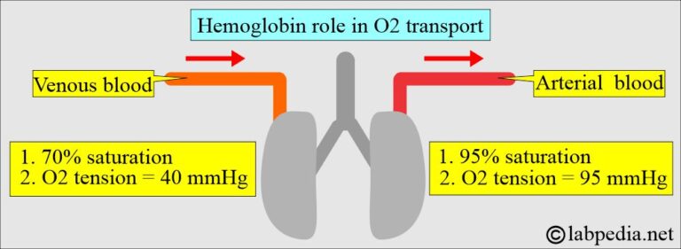 complete blood count, red blood cell morphology