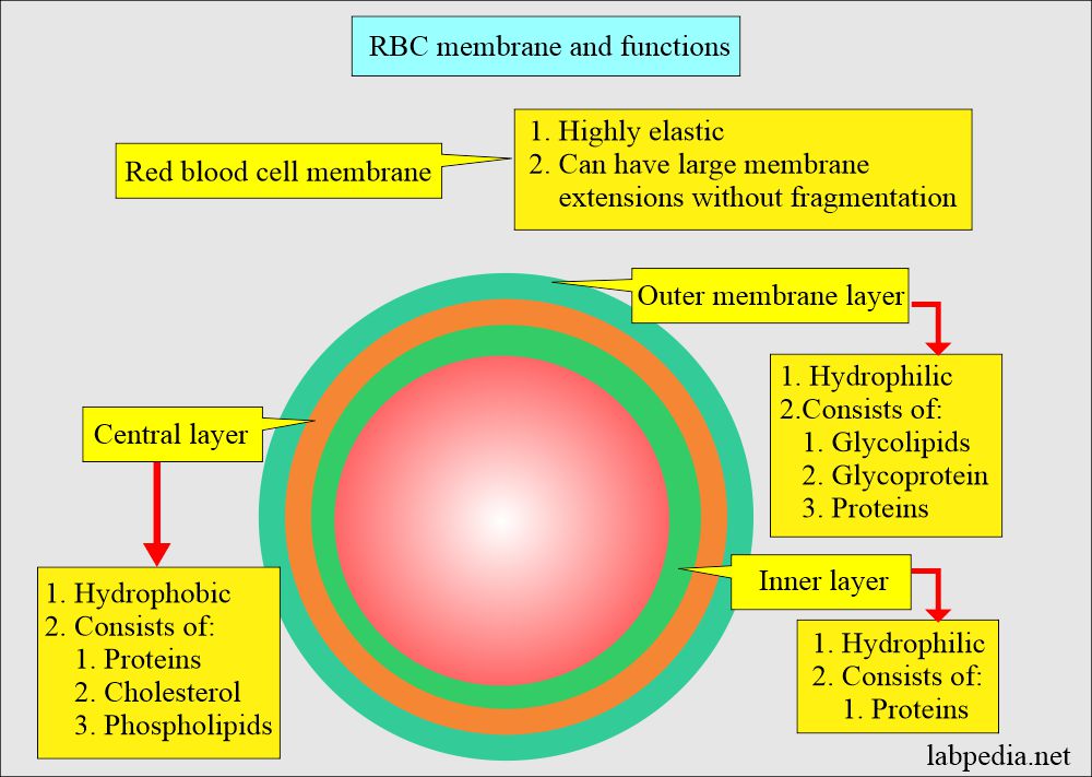 Complete Blood Count Red Blood Cell Morphology