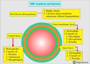 complete blood count, red blood cell morphology