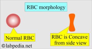complete blood count, red blood cell morphology