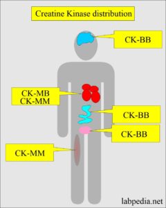 Tumor marker - Labpedia.net