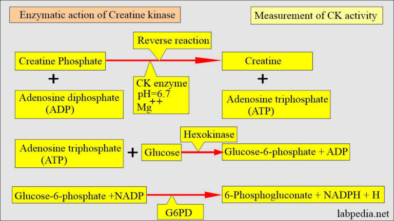 Cardiac marker:- Part 2 - CK-MB (Cardiac Enzyme) - Labpedia.net