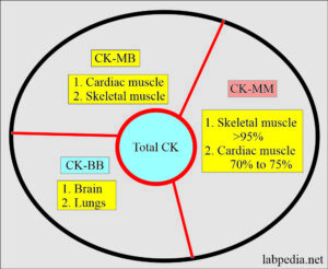Creatine kinase or creatine phosphatase, CPK