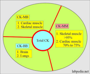 Cardiac marker:- Part 2 - CK-MB (Cardiac Enzyme) - Labpedia.net