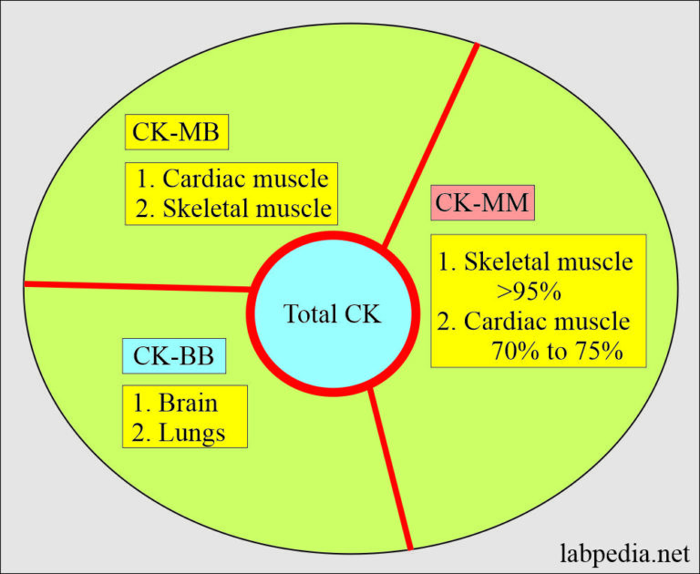 Cardiac marker:- Part 2 - CK-MB (Cardiac Enzyme) - Labpedia.net