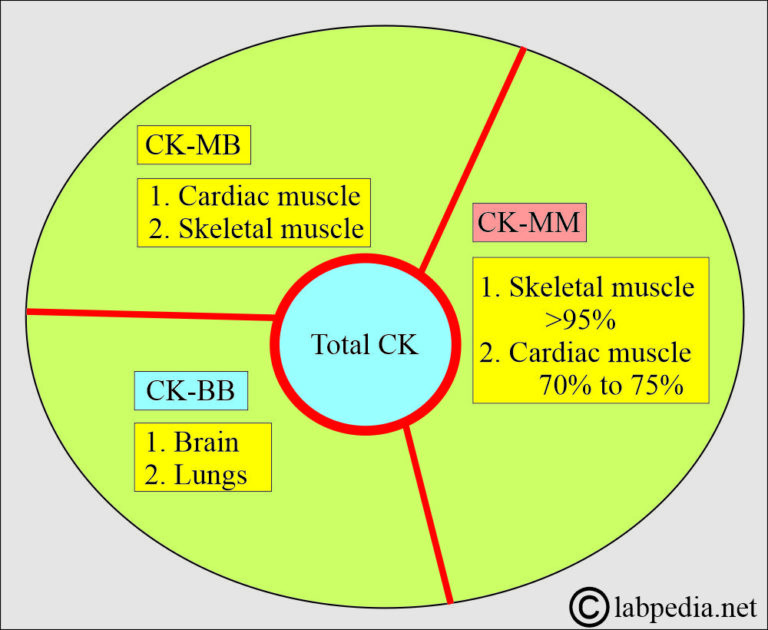 Creatine kinase or creatine phosphatase, CPK