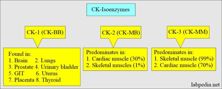 Creatine kinase or creatine phosphatase, CPK