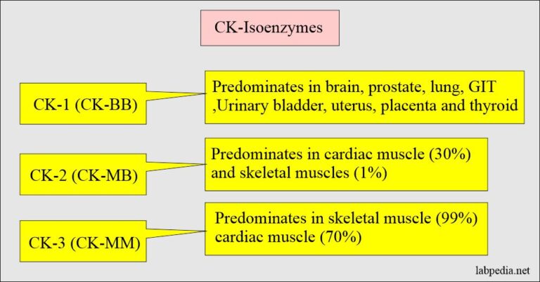 Creatine kinase or creatine phosphatase, CPK