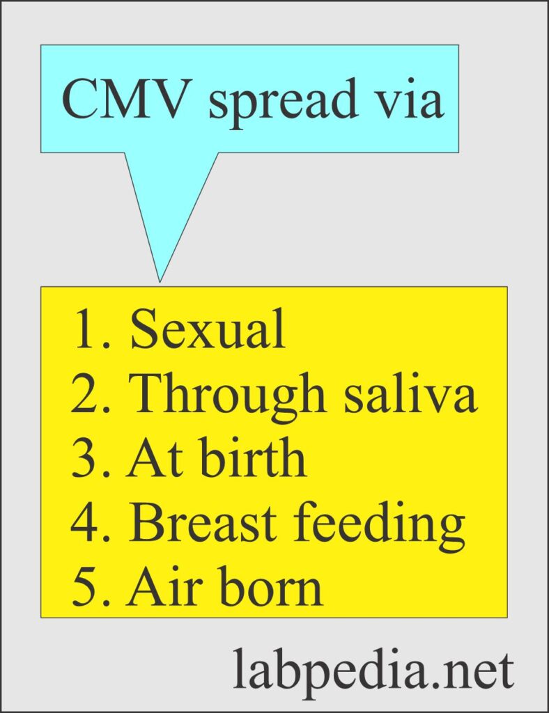 TORCH Profile:- Part 2 - Cytomegalovirus (CMV) - Labpedia.net