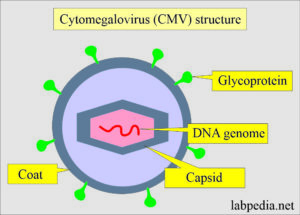 Hepatotropic Viruses and Other Viruses, Their Serological profile ...