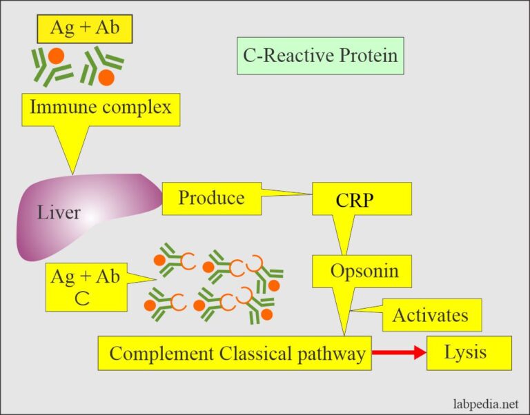 C-Reactive Protein (CRP), High-Sensitivity C-Reactive Protein (hs-CRP), Acute Phase Protein ...