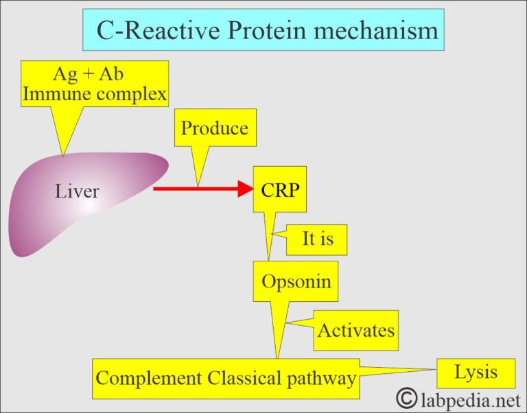 C-Reactive Protein (CRP), High-Sensitivity C-Reactive Protein (hs-CRP) - Labpedia.net