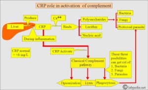 C-Reactive Protein (CRP), High-Sensitivity C-Reactive Protein (hs-CRP) - Labpedia.net