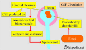cerebrospinal-fluid-analysis-part-1-cerebrospinal-fluid-csf-and-normal ...