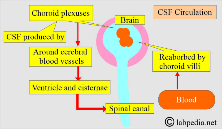 cerebrospinal-fluid-analysis-part-1-cerebrospinal-fluid-csf-and-normal-findings