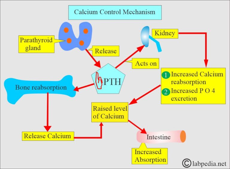 Calcium: - Part 1 - Calcium Total, Hypercalcemia and Hypocalcemia ...