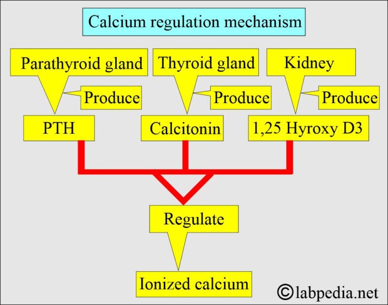 Calcium: - Part 1 - Calcium Total, Hypercalcemia and Hypocalcemia ...