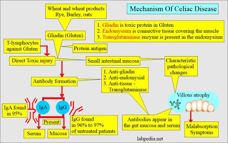 Gliadin Antibodies IgA, IgG (Endomysial antibodies)...