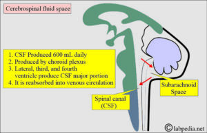 cerebrospinal-fluid-analysis-part-1-cerebrospinal-fluid-csf-and-normal-findings