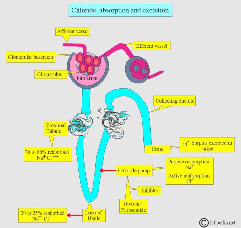 Chloride (Blood Chloride Cl¯ ) and Cystic Fibrosis - Labpedia.net