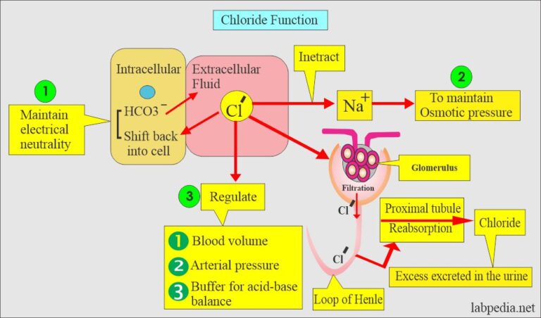 Chloride (Blood Chloride Cl¯ ) and Cystic Fibrosis - Labpedia.net