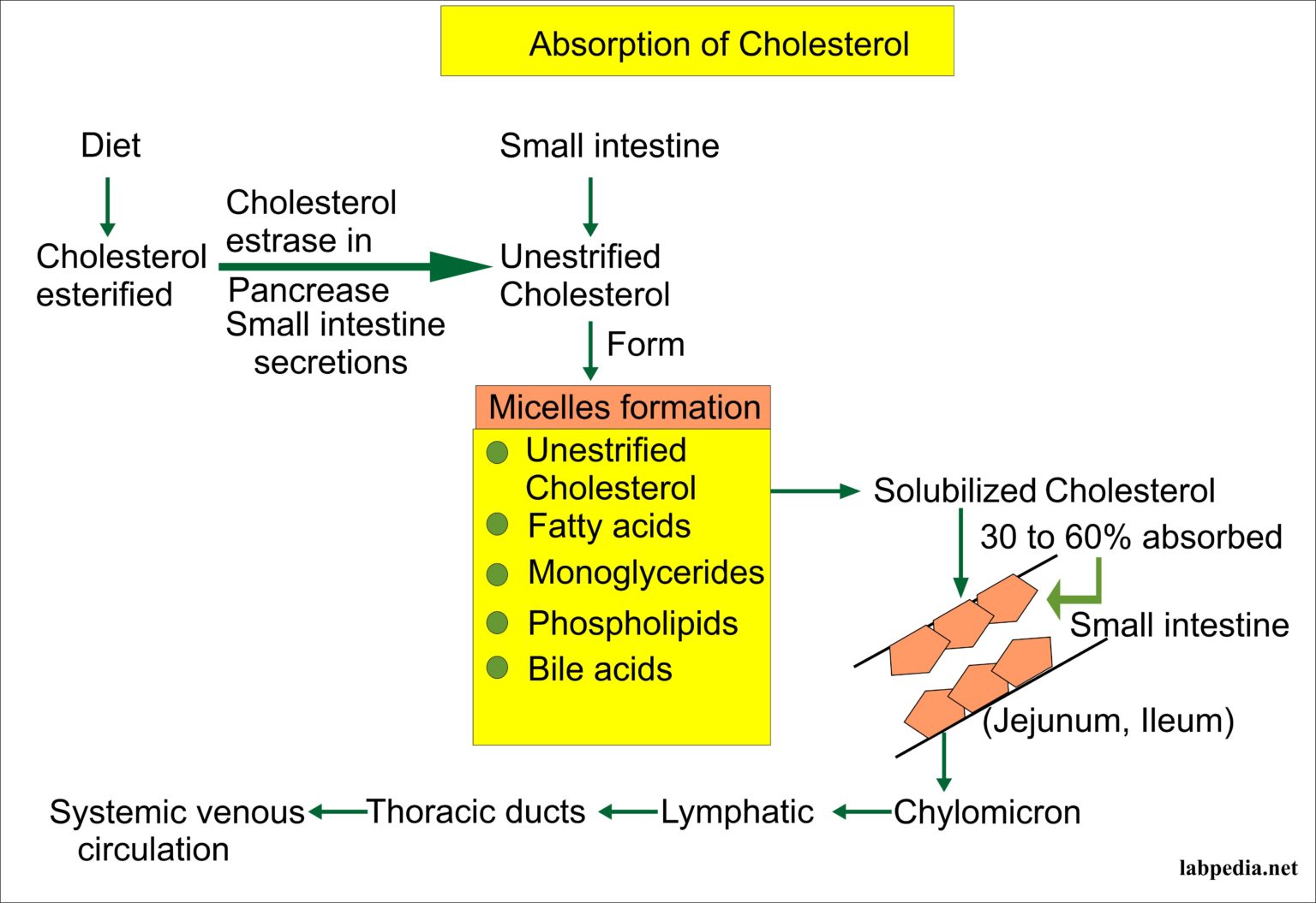 How to control Cholesterol - Labpedia.net