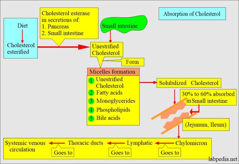 Cholesterol (Serum Cholesterol) - Labpedia.net