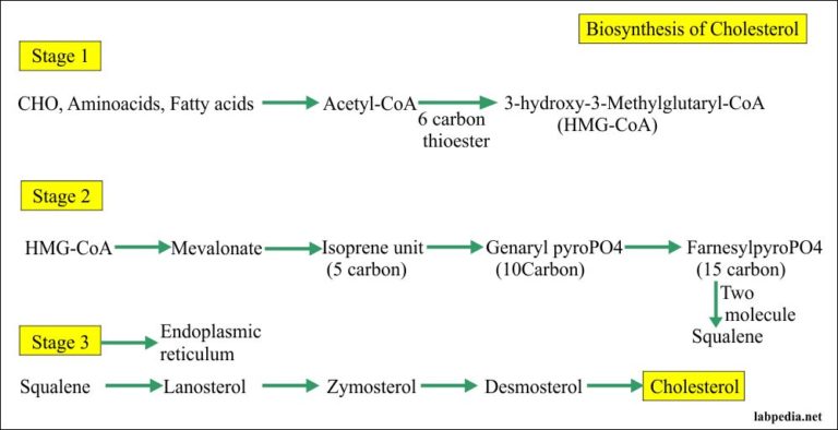How to control Cholesterol - Labpedia.net