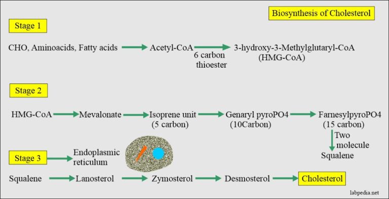 Cholesterol (Serum Cholesterol) - Labpedia.net
