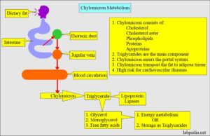 Lipoprotein:- part 4 - Chylomicron - Labpedia.net