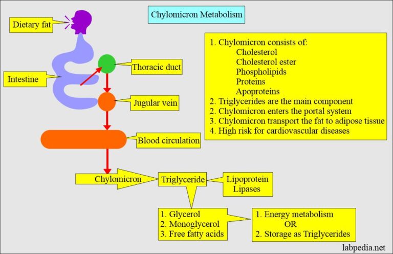 Lipoprotein:- part 4 - Chylomicron - Labpedia.net