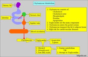Lipoprotein:- part 4 - Chylomicron - Labpedia.net