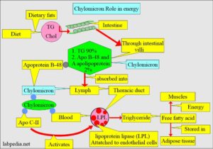 Lipoprotein:- part 4 - Chylomicron - Labpedia.net