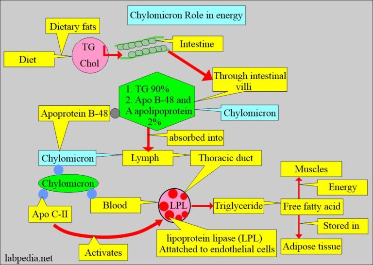 Lipoprotein:- part 4 - Chylomicron - Labpedia.net