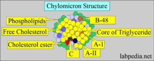 Lipoprotein:- part 4 - Chylomicron - Labpedia.net