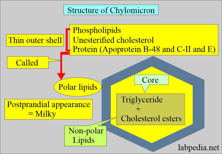 Lipoprotein:- part 4 - Chylomicron - Labpedia.net