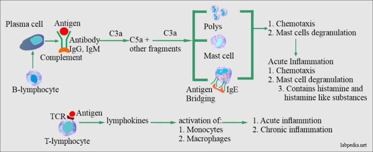Complement, C3 and C4, Acute Phase Protein - Labpedia.net