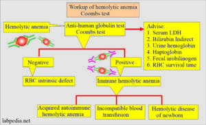 Coomb's test direct for the detection of antibody