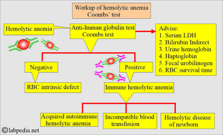 Coomb's test direct for the detection of antibody