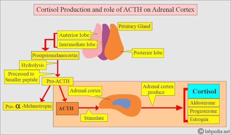 Cortisol Hormone, Hydrocortisone (AM and PM) and Cushing's syndrome - Labpedia.net