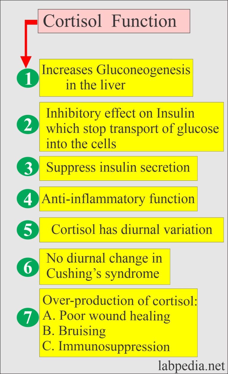 Cortisol Hormone Hydrocortisone Am And Pm