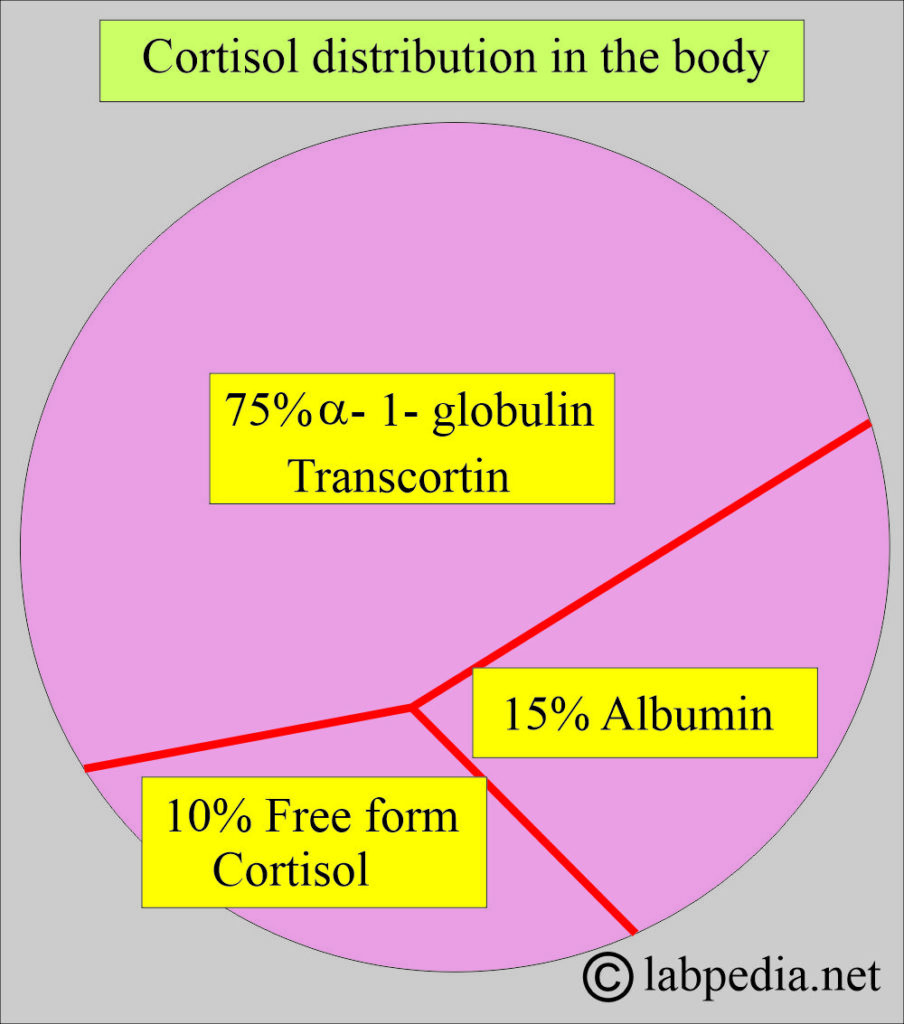 Cortisol Hormone, Hydrocortisone (AM and PM) and Cushing's syndrome - Labpedia.net