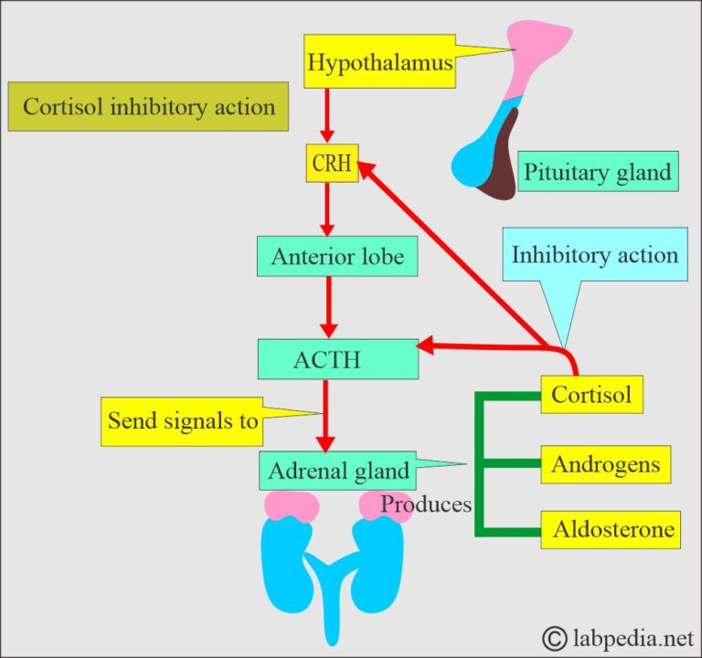 Cortisol Hormone, Hydrocortisone (AM and PM) and Cushing's syndrome ...