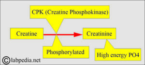 Creatinine (Serum Creatinine) - Labpedia.net