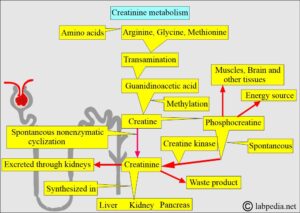 Creatinine (Serum Creatinine) - Labpedia.net