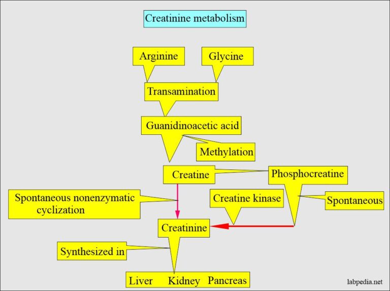 Creatinine (Serum Creatinine) - Labpedia.net